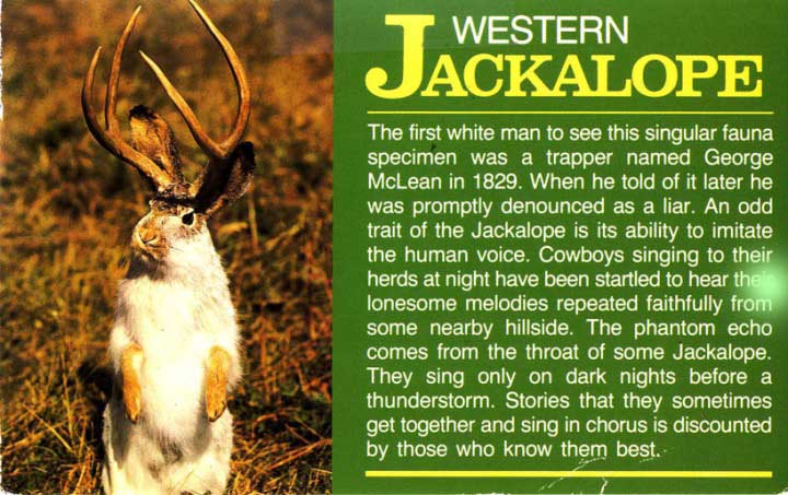 Cryptomundo » Real Life Jackalope! Cryptomundo » Real Life Jackalope!